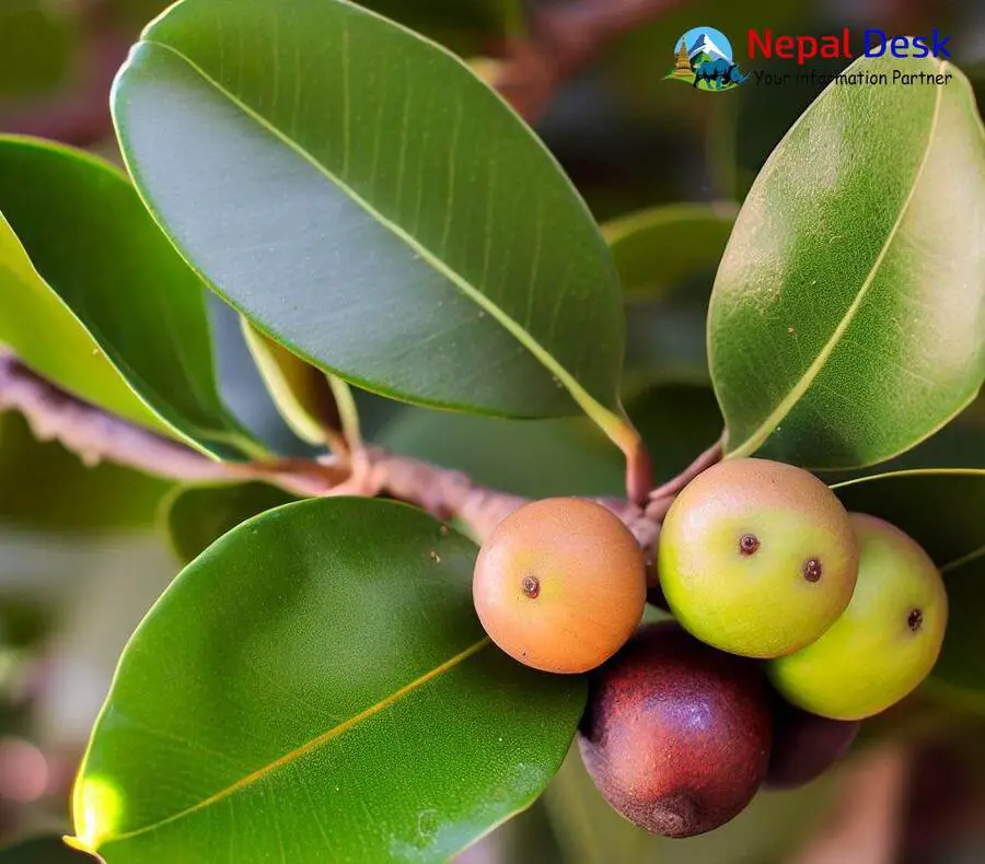 Indian Laurel: Beware of Toxins and Safety Measures | Nepal Desk